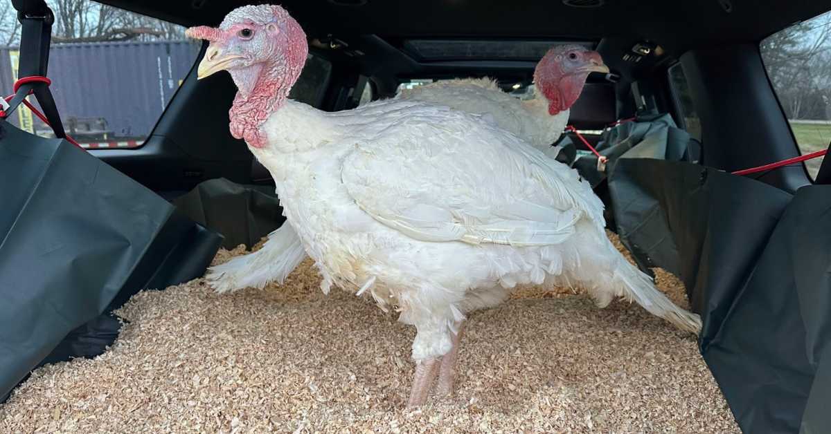 Two Minnesota turkeys to receive presidential pardon for Thanksgiving ...