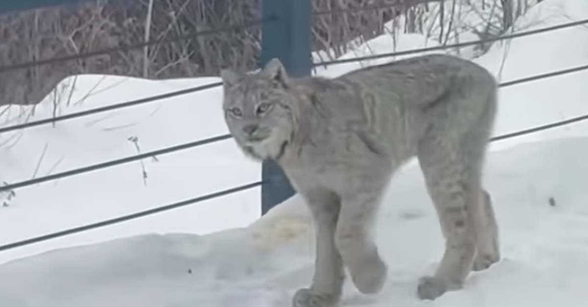 Lynx spotted in Grand Marais on Trail Center Lodge deck - Bring Me The News