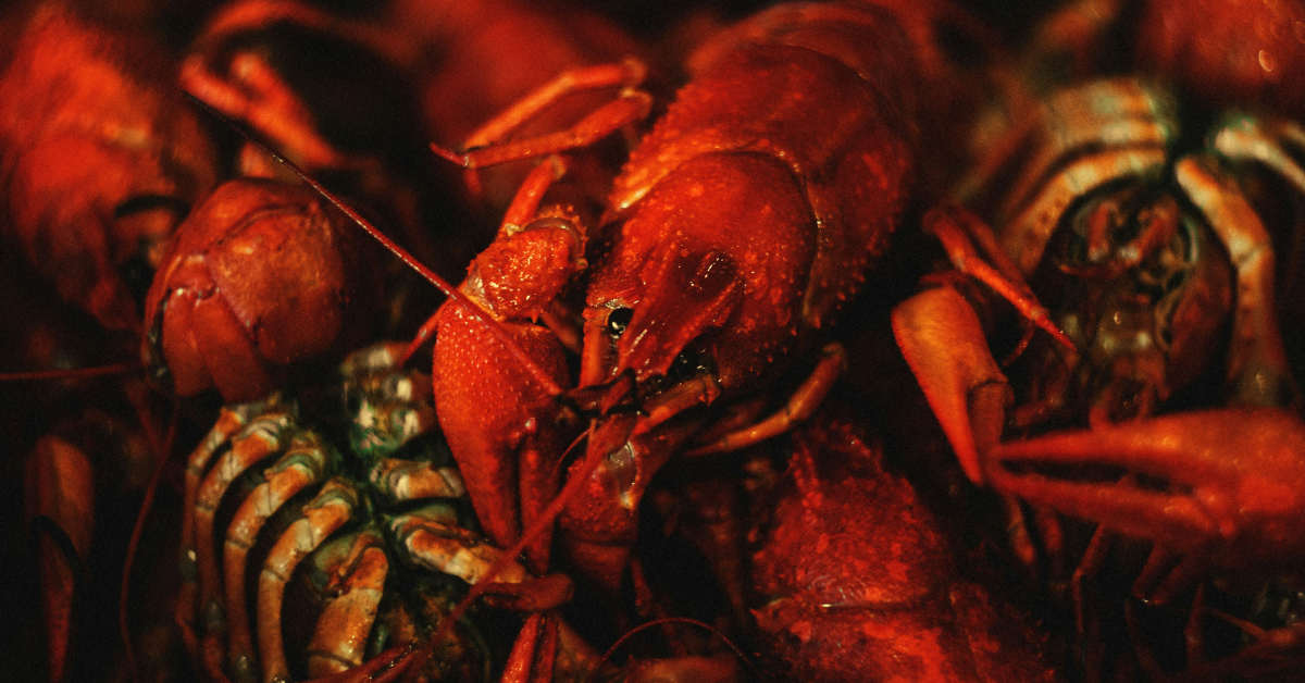 Live lobsters worth $400K reportedly hijacked en route to Costcos in ...