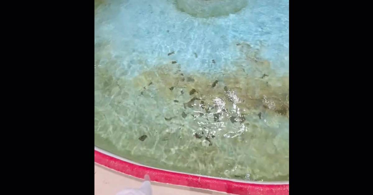 Minnesota resort responds after viral TikTok video showed discolored ...