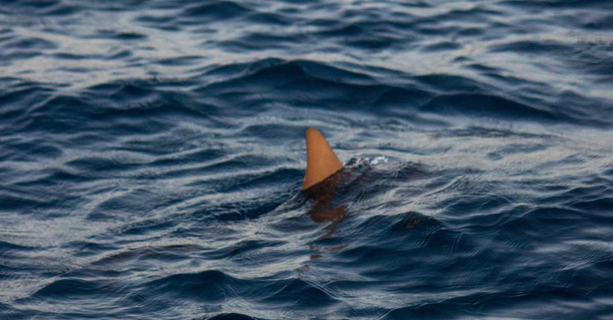 Minnesota woman killed in shark attack in U.S. Virgin Islands - Bring ...