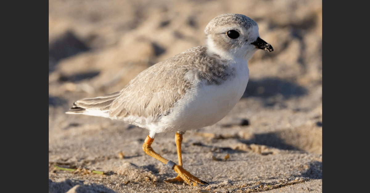 A young shorebird's journey inspires hope for endangered Great Lakes ...