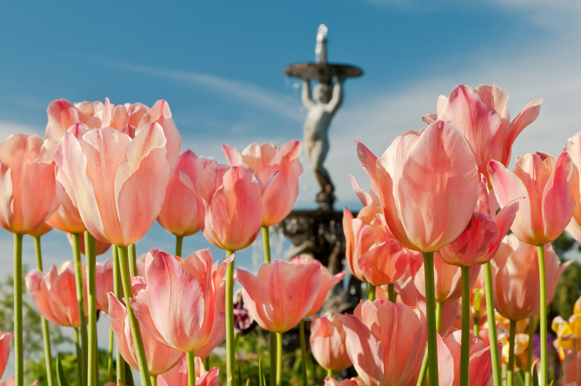 Spring at the Arboretum: When will tulips make their big show? - Bring ...