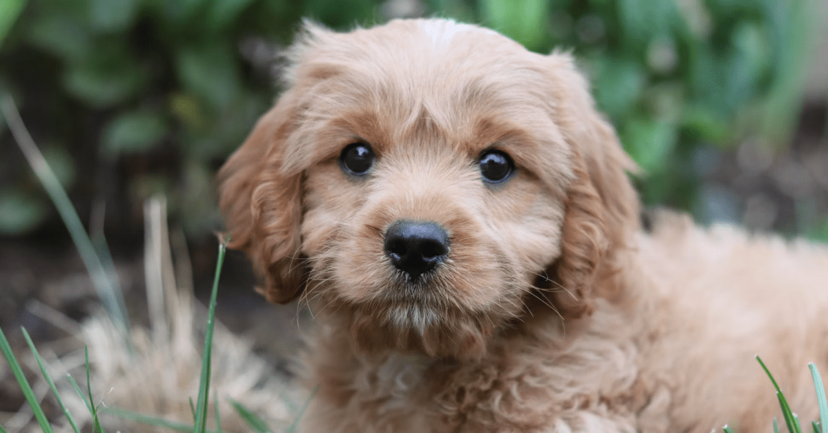 Free adoptions this weekend at Minneapolis Animal Care & Control ...