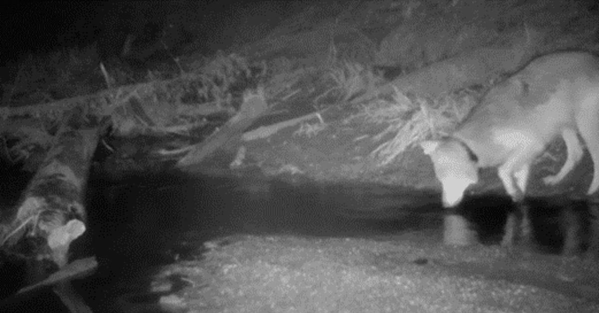 University of Minnesota study finds MN's wolves like to fish - Bring Me ...