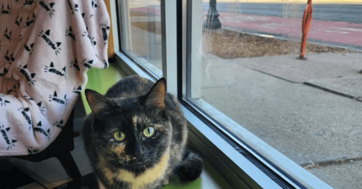 Cafe Meow, state's first 'cat cafe,' leaving original Minneapolis ...