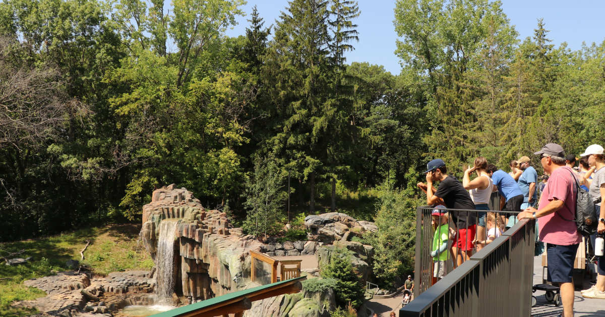 Gallery: The Minnesota Zoo's Treetop Trail is now open - Bring Me The News