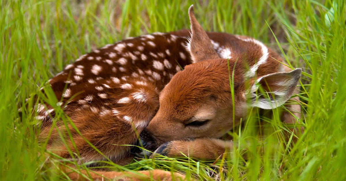 'Please, just leave fawns alone': Fawn dies after being taken from the ...