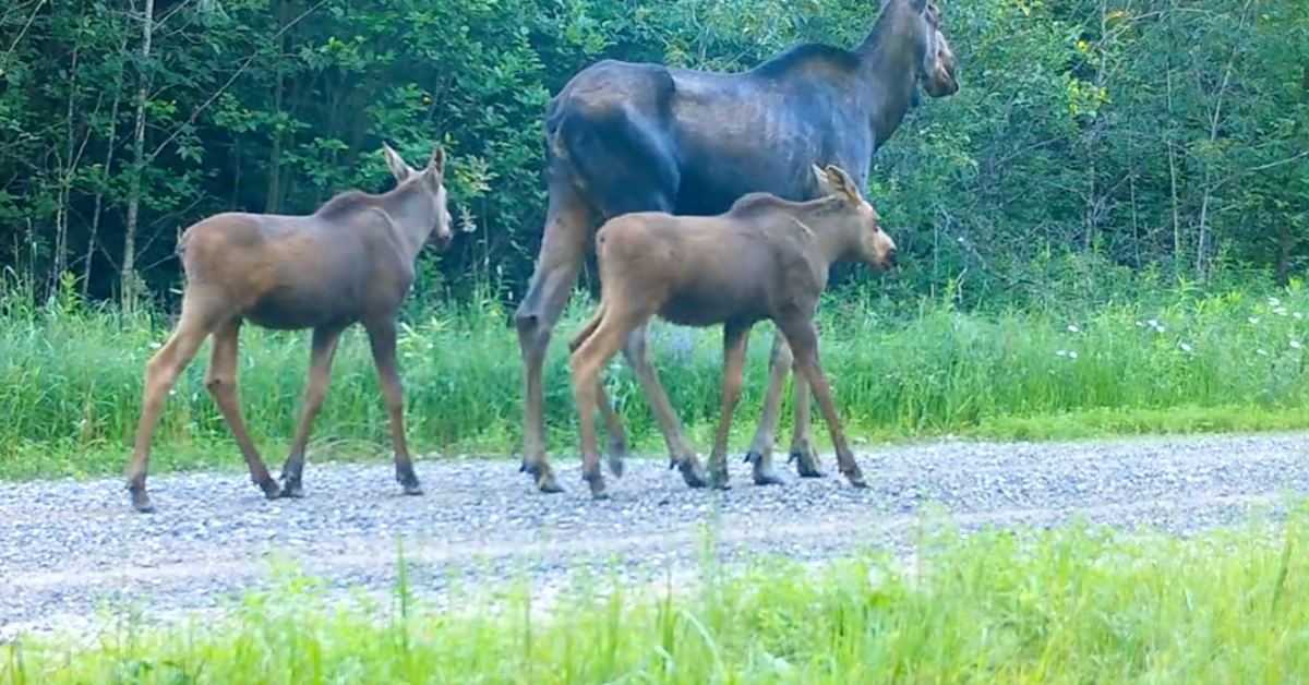 Voyageurs Wolf Project trail camera captures moose family on a stroll ...