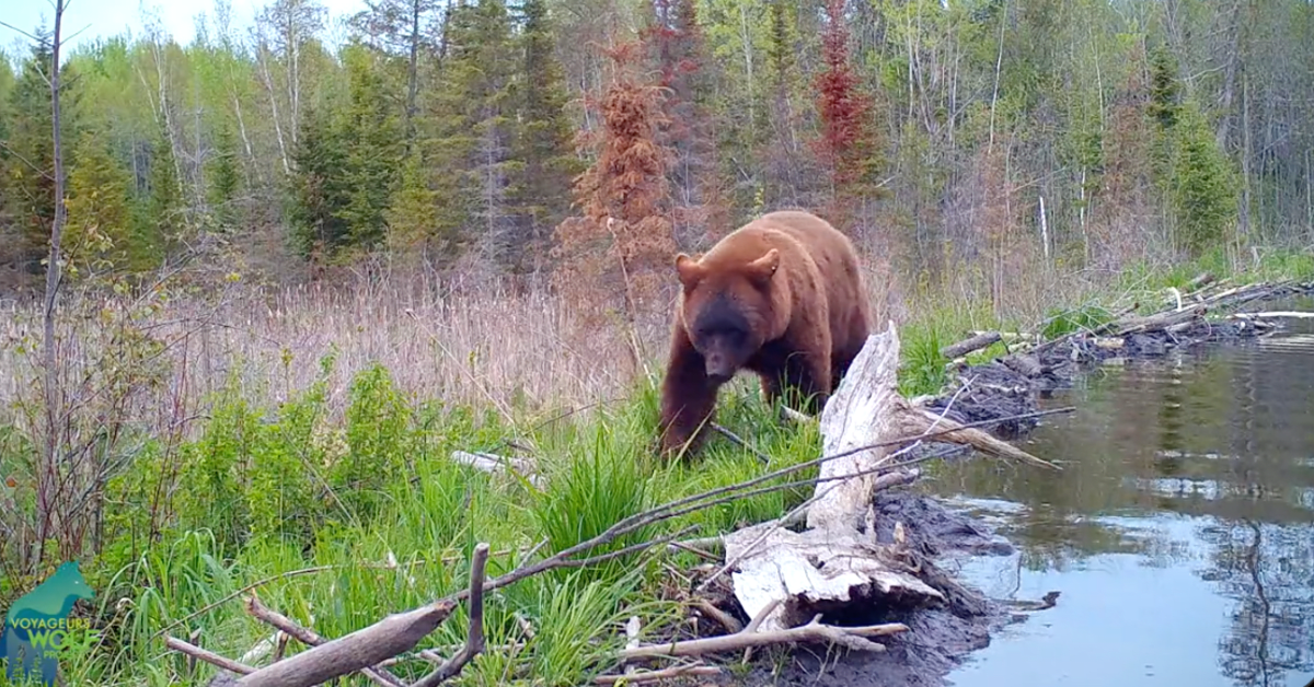 Fat Bear Week organizer deems MN bear 'a real chubby champ' - Bring Me ...