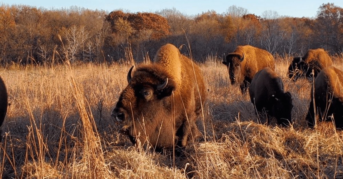 Dakota County reintroduces native bison to its prairie - Bring Me The News