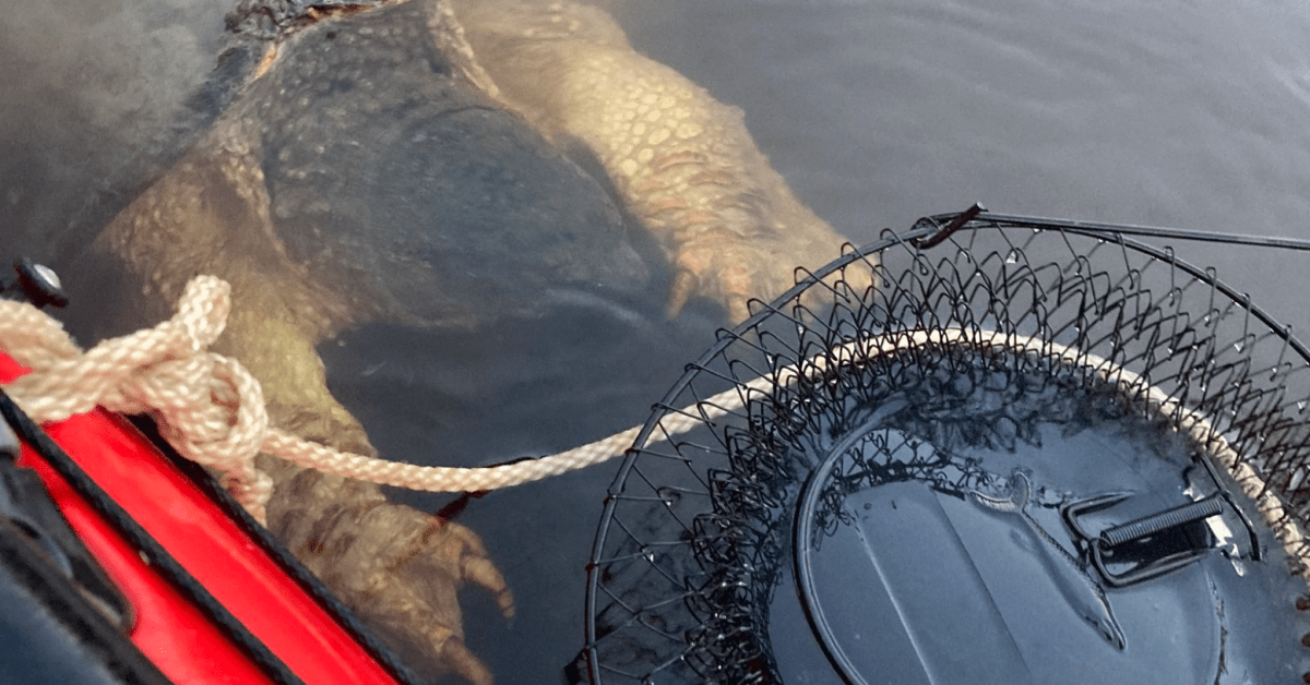 Enormous Minnesota snapping turtle sneaks up on fish basket; goes viral - Bring Me The News