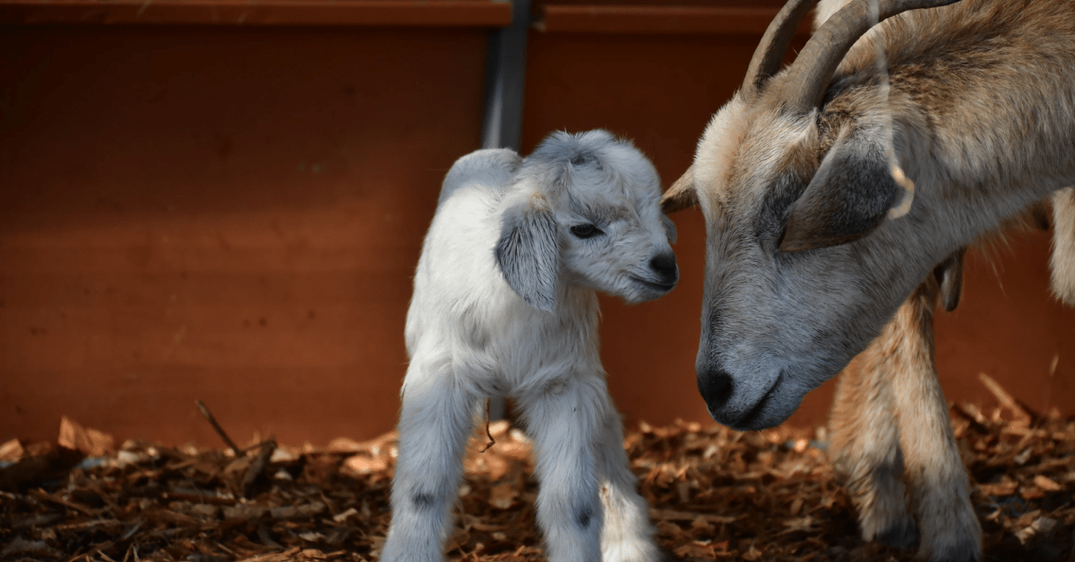 Bird flu case in Minnesota goat is first of its kind in the nation ...
