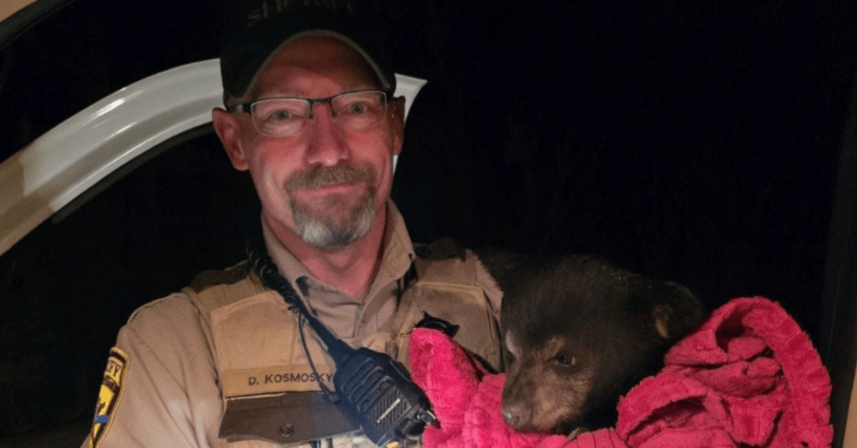 Bear cub rescued north of Cambridge, reunited with mother - Bring Me ...