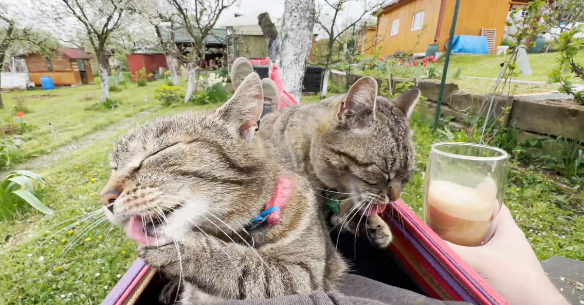 5 movies to see this week in the Twin Cities: Roger Corman, cat videos ...