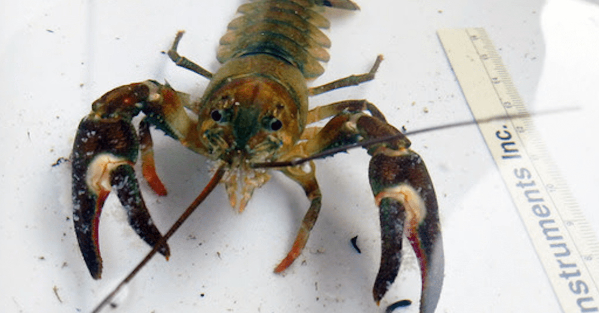 Two invasive crayfish found in Douglas County lake - Bring Me The News