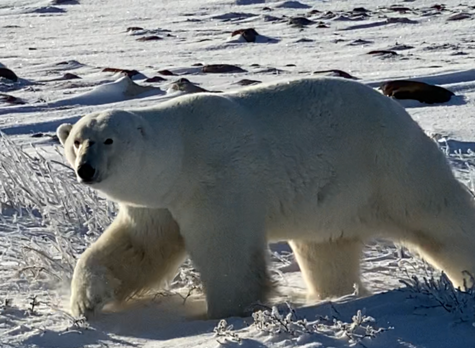Polar Bear week with Sven: Checking in from the polar bear capital of ...