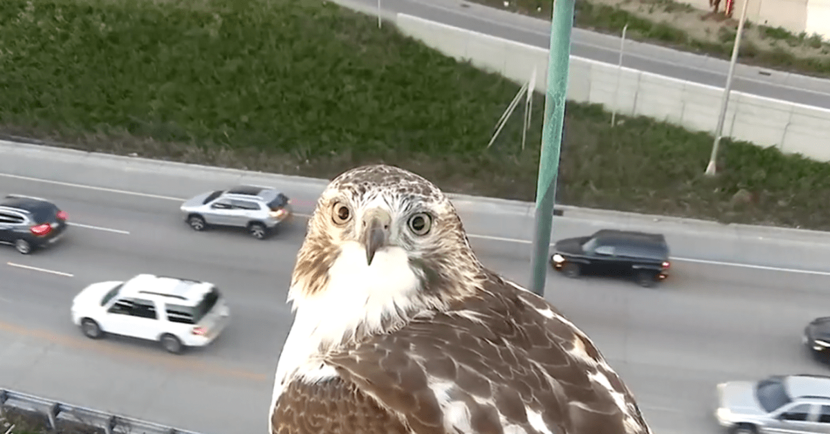 Watch: Hawk stares down Minneapolis highway camera - Bring Me The News