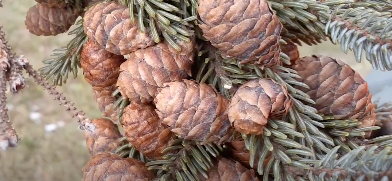 Minnesota DNR will pay you for sought-after cones, seeds - Bring Me The ...