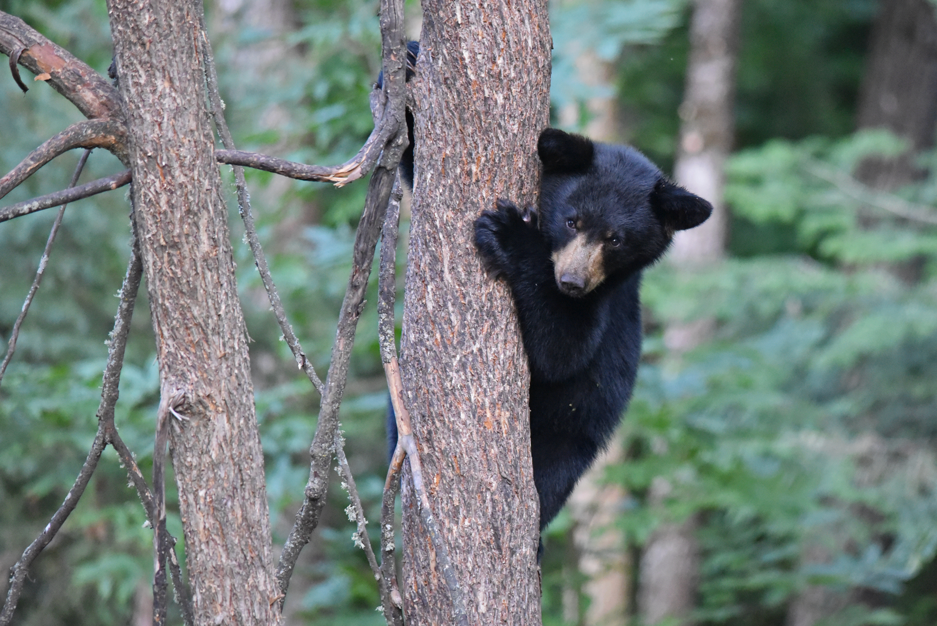 'Fresh batch' of bear cubs residing in Maple Grove park reserve ...