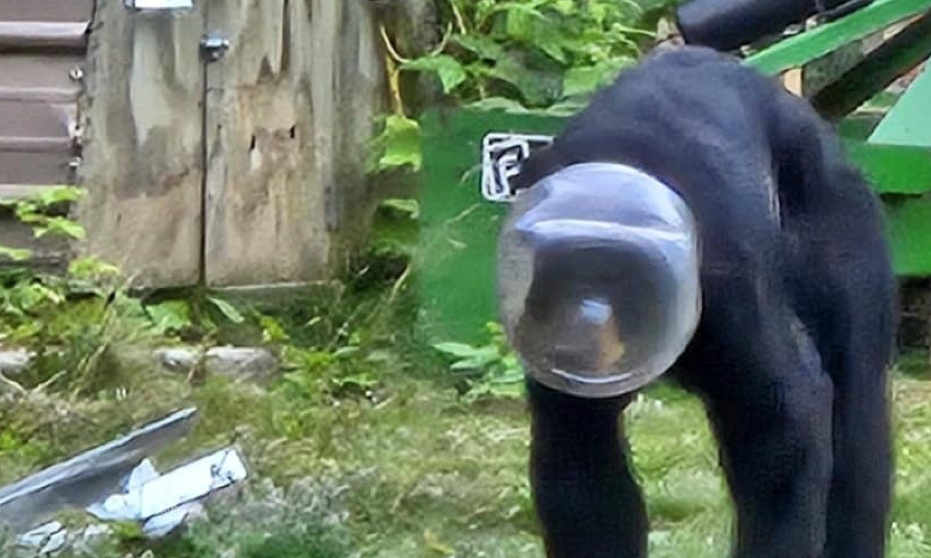 'Buckethead the Bear' rescued in northwest Wisconsin - Bring Me The News