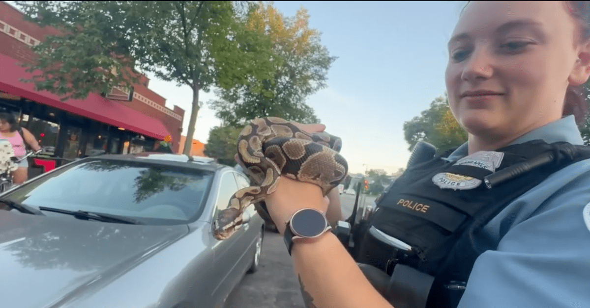 Python discovered in the back of Minneapolis ride-share car - Bring Me ...