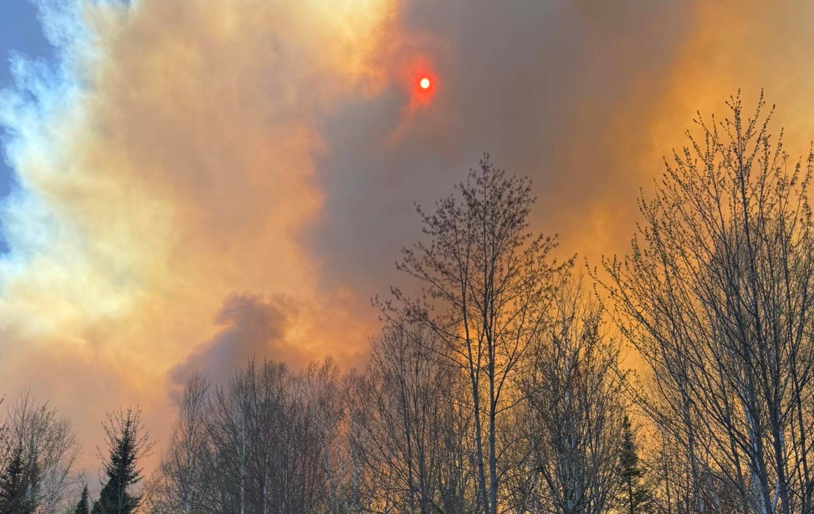 Wildfires in northern Minnesota are being fueled by a forest pest ...