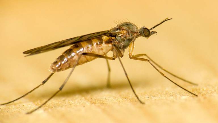 The Twin Cities is currently dealing with a gnat problem - Bring Me The ...