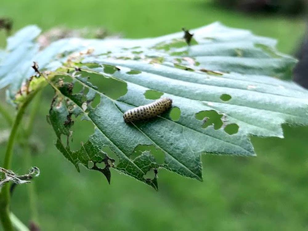 Invasive beetle found in Minnesota for the first time - Bring Me The News