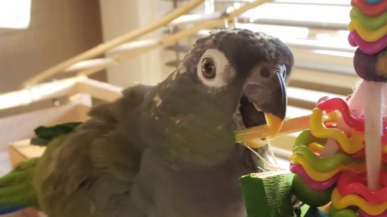Woman pleas for help to find missing 17-year-old parrot in Minneapolis ...