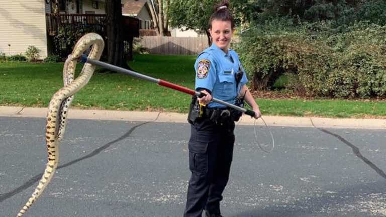 Cop smiles as she captures huge, still-alive snake in Blaine - Bring Me ...