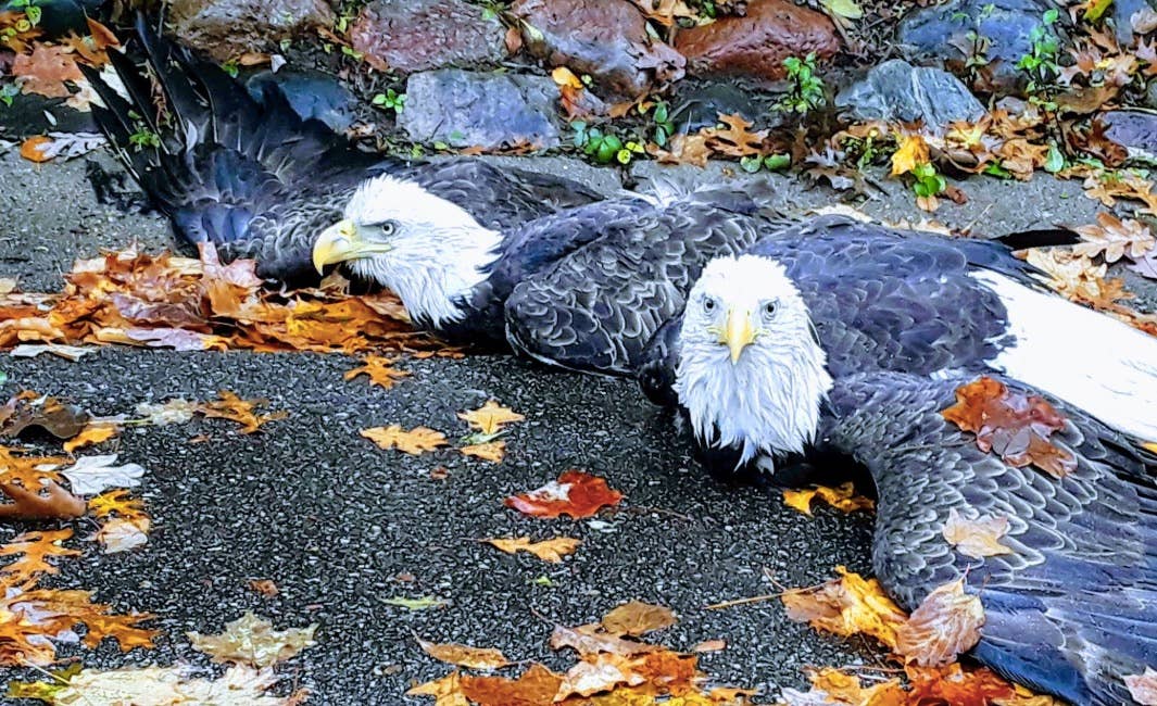 Eagles found locked together after 'death spiral' in Apple Valley ...