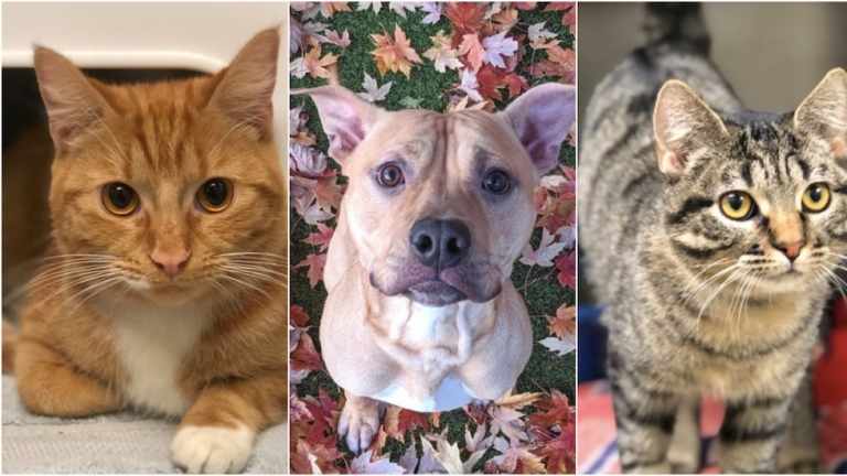 Check out the pets you can adopt fee-free in Minneapolis on Friday ...