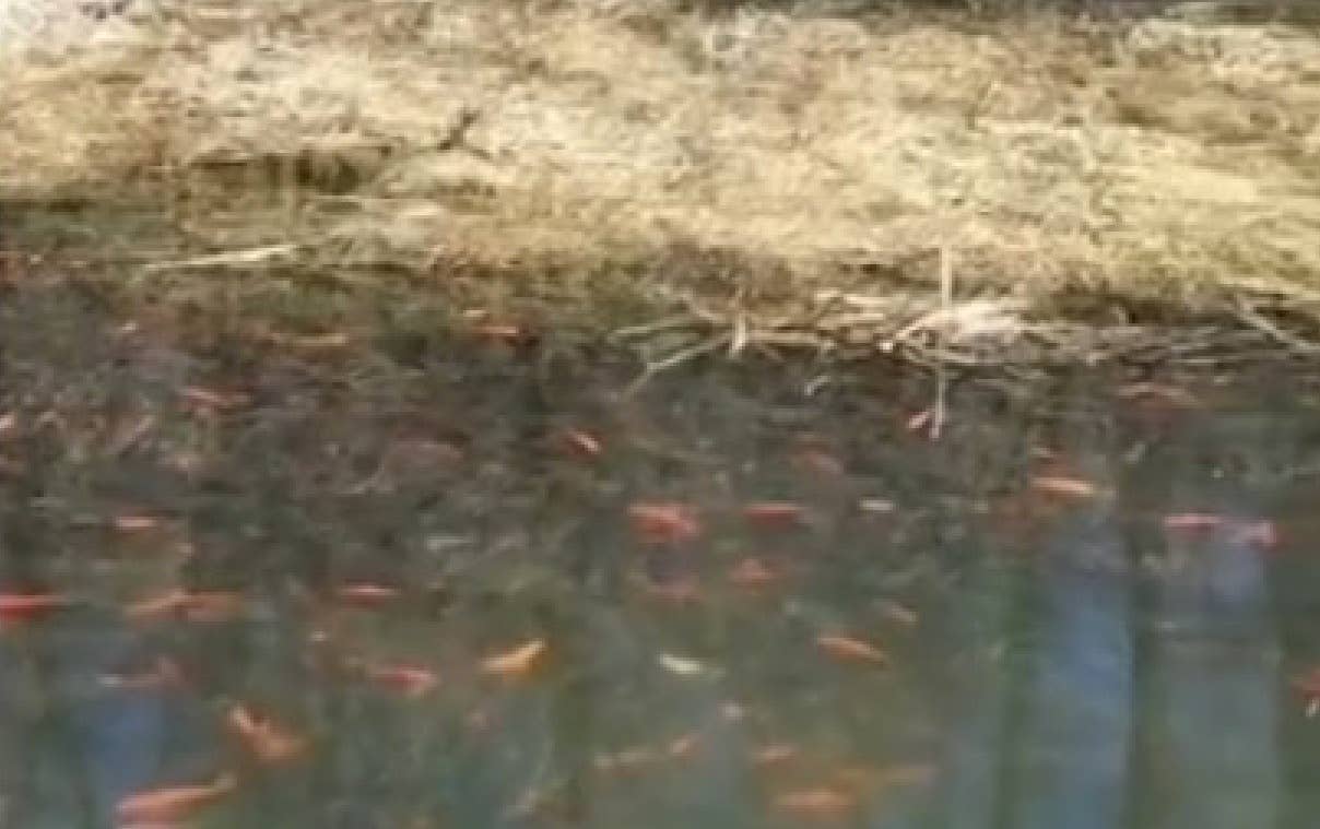 Invasive goldfish population spikes in Chaska chain of lakes - Bring Me ...