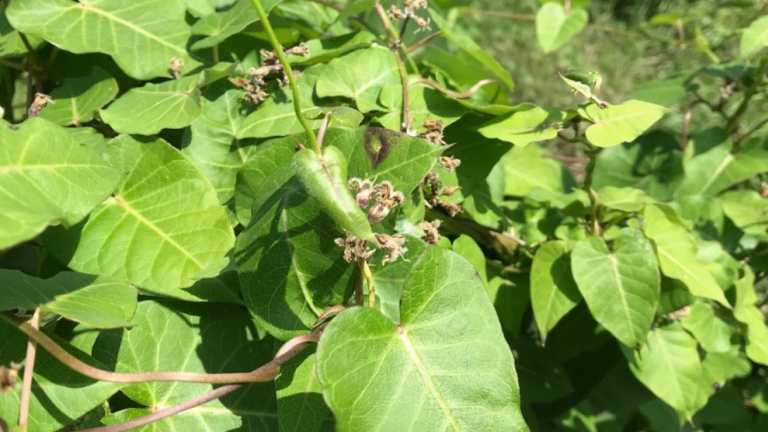 Mystery in Minnesota, as invasive weed not seen in U.S. for 6 decades ...