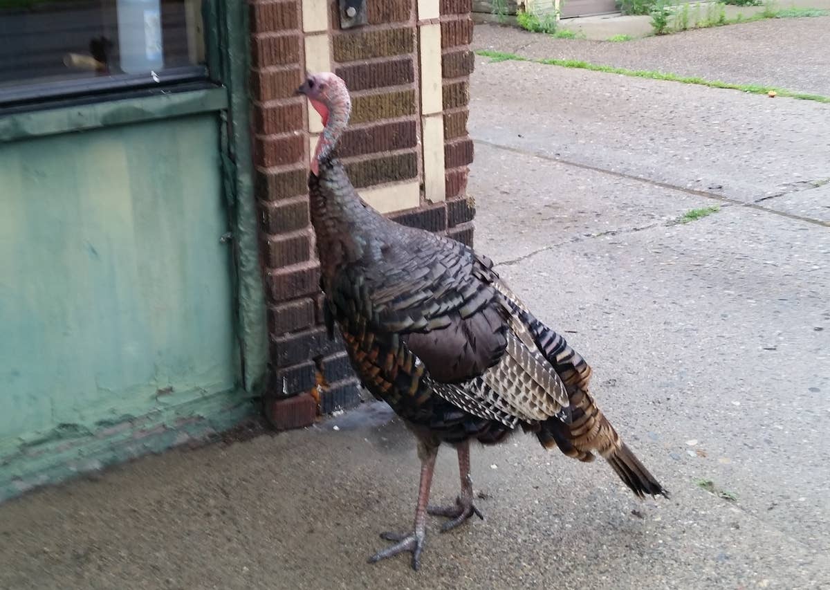 USPS worker attacked by turkey in Richfield neighborhood - Bring Me The ...