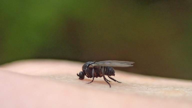 South Twin Cities metro besieged by aggressive, biting gnats - Bring Me ...
