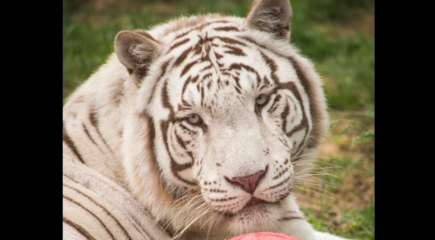 Minnesota's Wildcat Sanctuary takes in several big cats seized from ...