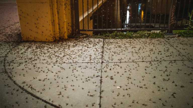 It's mayfly season in Minnesota, and it's totally gross - Bring Me The News