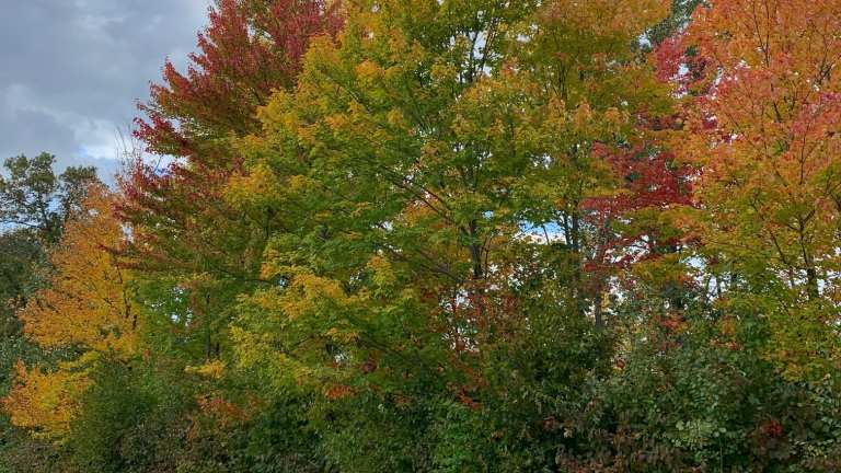 With leaves already changing, DNR launches Fall Color Finder early ...