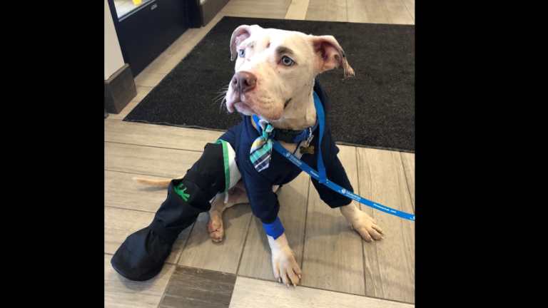 Police: Puppy thrown from stolen vehicle on Minnesota highway - Bring ...