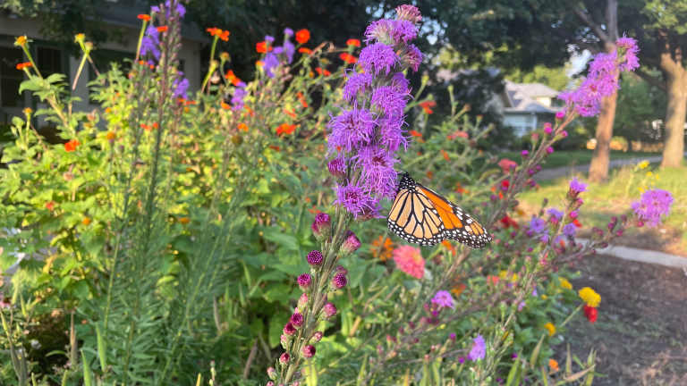 Minneapolis Monarch Festival returns Saturday - Bring Me The News