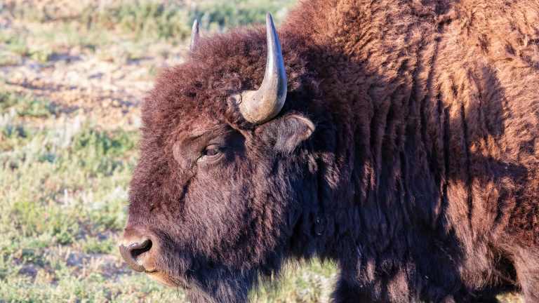 Minnesota woman 'severely injured' by bison at Theodore Roosevelt ...