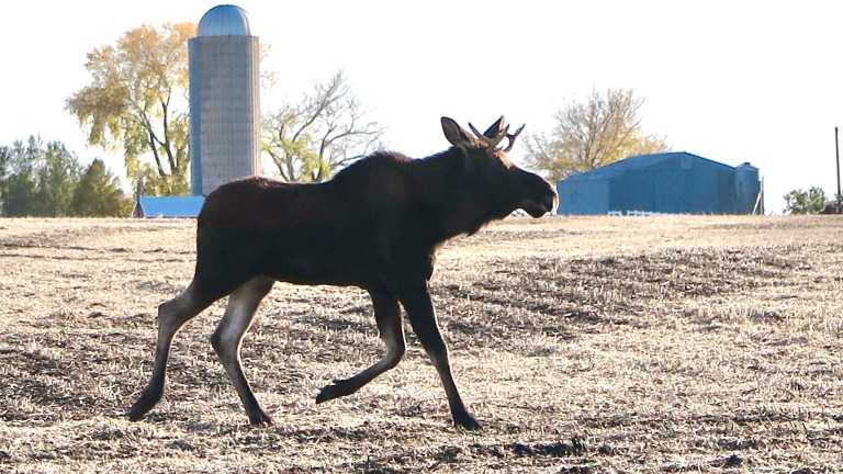 A Minnesota 'Moose on the Loose' captures imaginations on Facebook ...