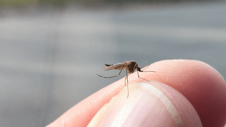 Heavy rainfall in parts of Minnesota could mean more mosquitoes - Bring ...