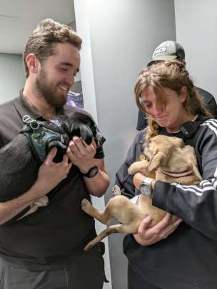 Ed Sheeran's team throws puppy party before Minneapolis show - Bring Me The News