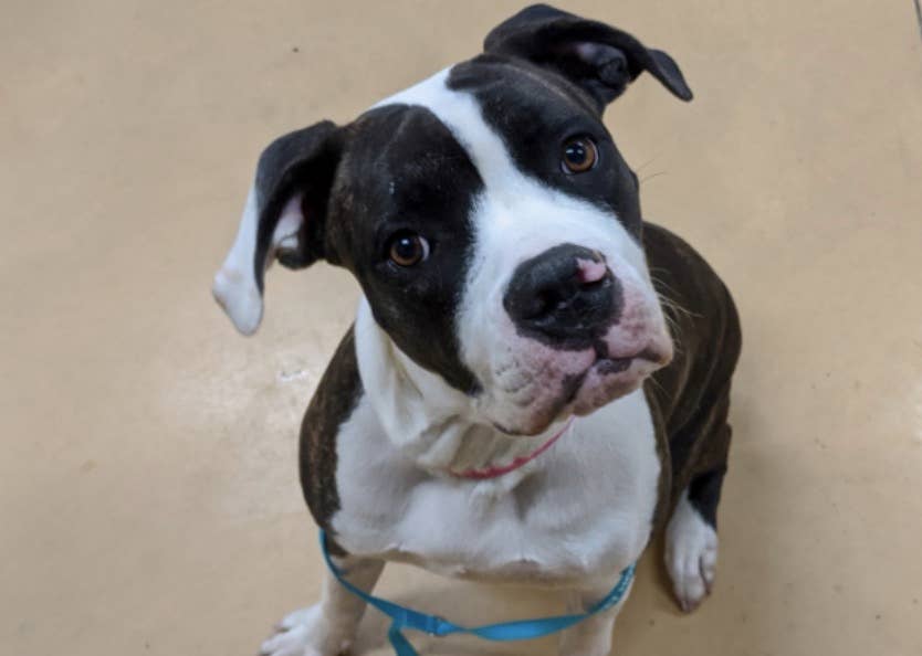 Minneapolis Animal Care and Control now open for pet adoption on ...
