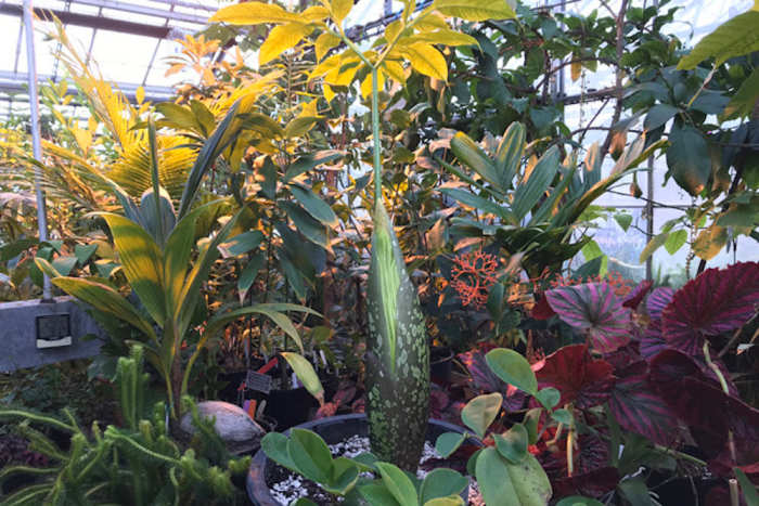U of M's Corpse Flower is once again ready to make a big stink - Bring ...