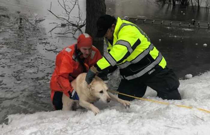 Dog rescued from freezing water after falling through ice on pond in ...