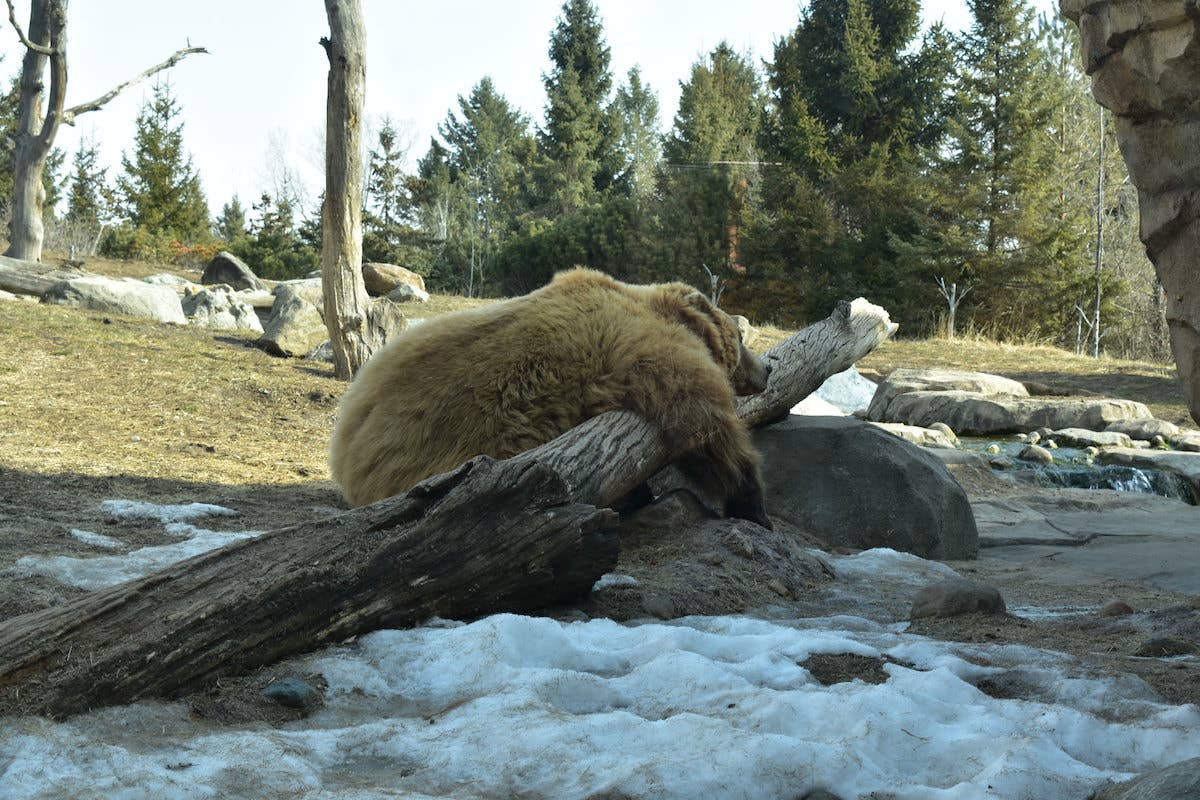 The Minnesota Zoo will reopen July 24 with safety measures in place ...